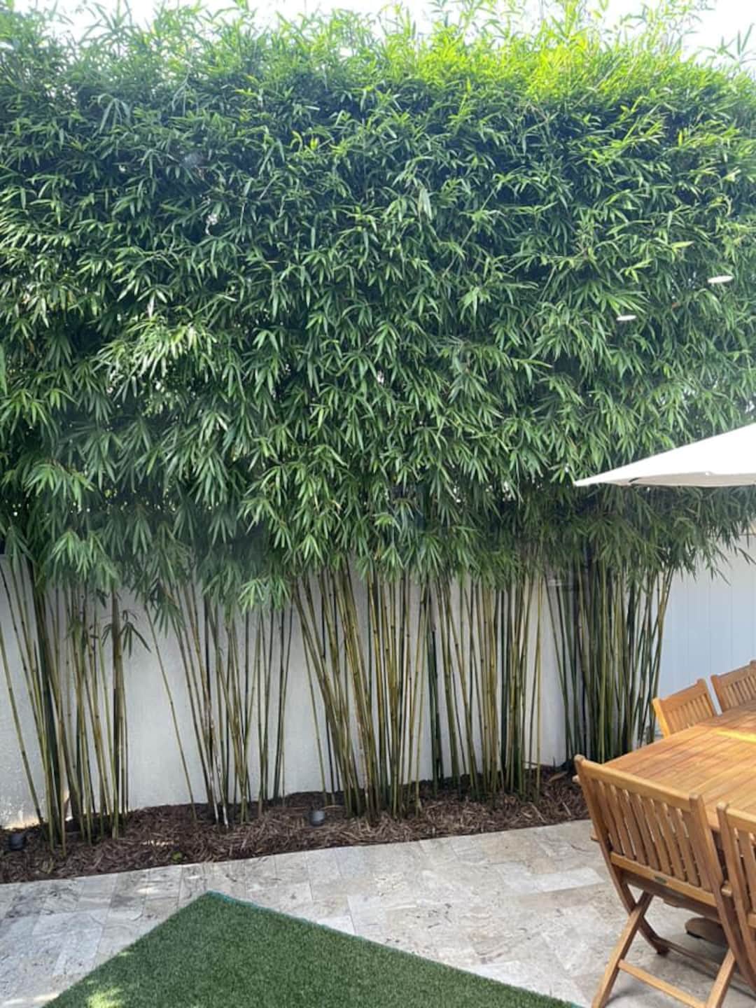 Graceful Bamboo - Bambusa Textilis Gracilis - Etsy