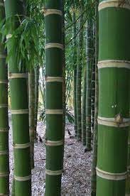 Guadua Bamboo - Guadua Angustifolia **CLUMPING** - Etsy