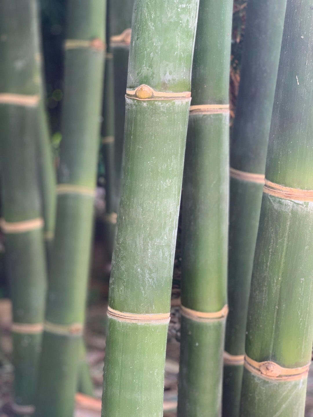 Giant Timber Bamboo - Bambusa Oldhamii - Etsy