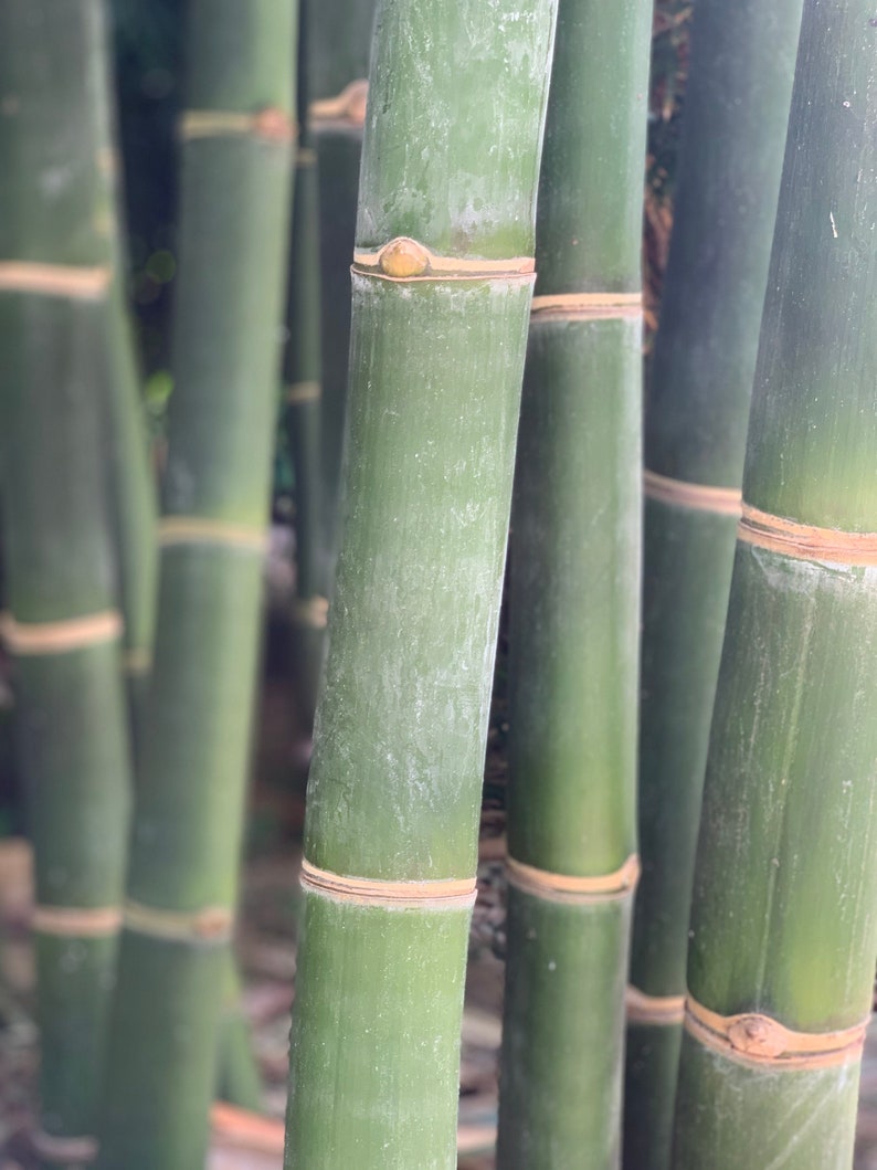 Giant Timber Bamboo - Bambusa Oldhamii (oldham's Bamboo) - Etsy