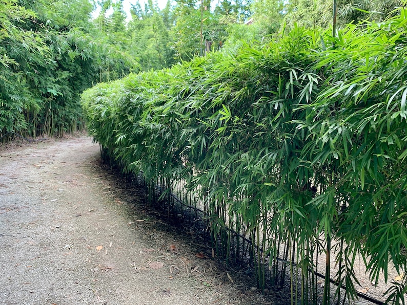 Graceful Bamboo - Bambusa Textilis Gracilis - Etsy
