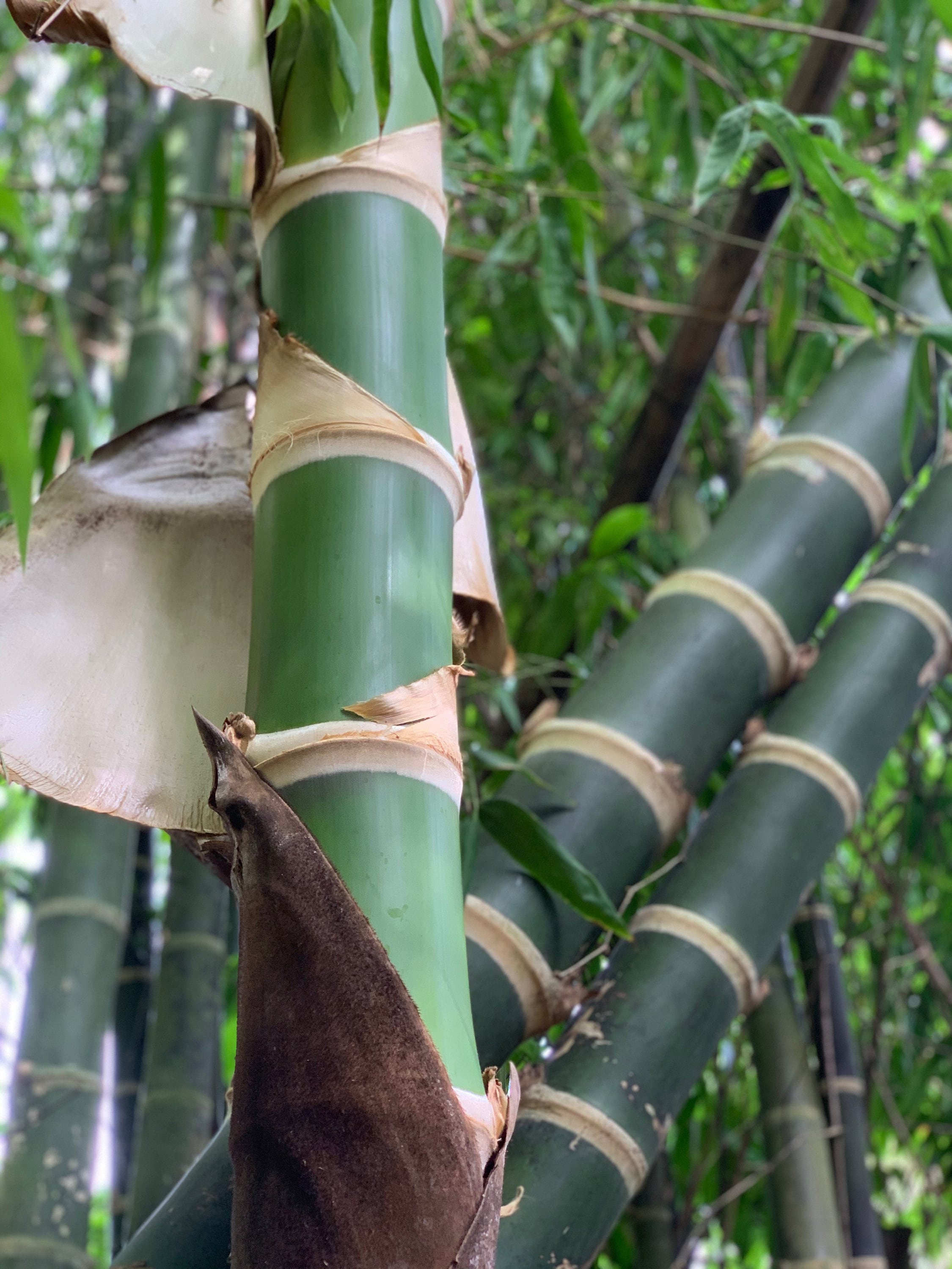 Guadua Bamboo Guadua Angustifolia CLUMPING - Etsy