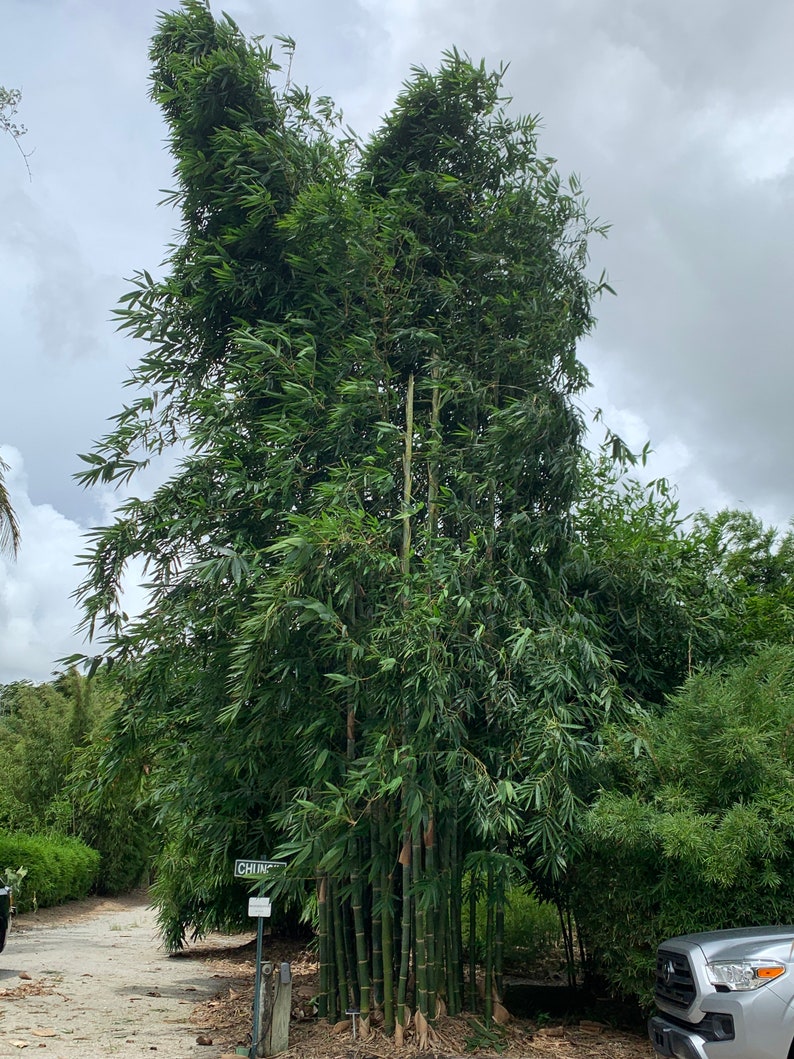 Giant Timber Bamboo - Bambusa Oldhamii (oldham's Bamboo) - Etsy