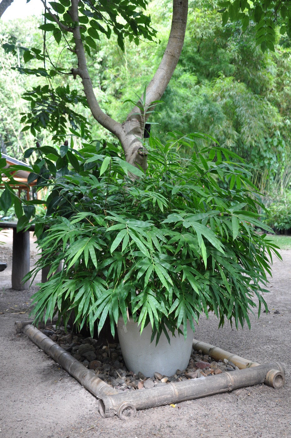Chinese Dwarf Bamboo - Bambusa Guangxiensis **NON-INVASIVE, CLUMPING ...