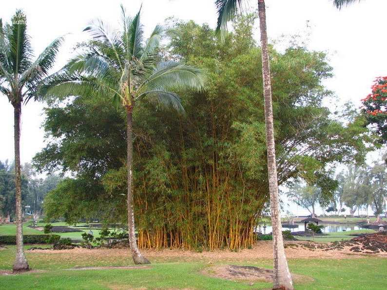 Golden Hawaiian Bamboo **NON-INVASIVE, CLUMPING** - Etsy