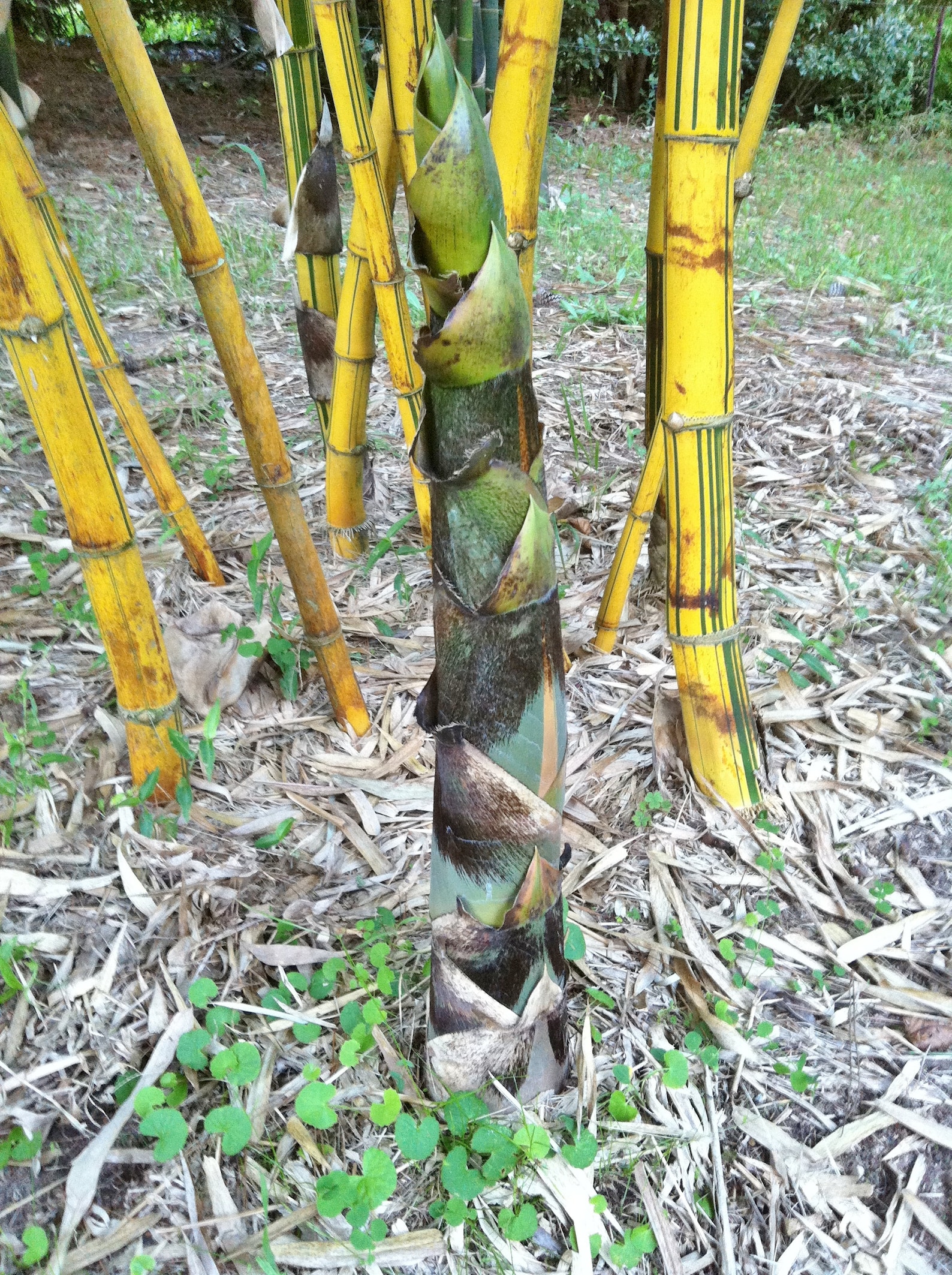 Golden Hawaiian Bamboo **NON-INVASIVE, CLUMPING** - Etsy