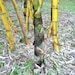 Golden Hawaiian Bamboo **NON-INVASIVE, CLUMPING** - Etsy