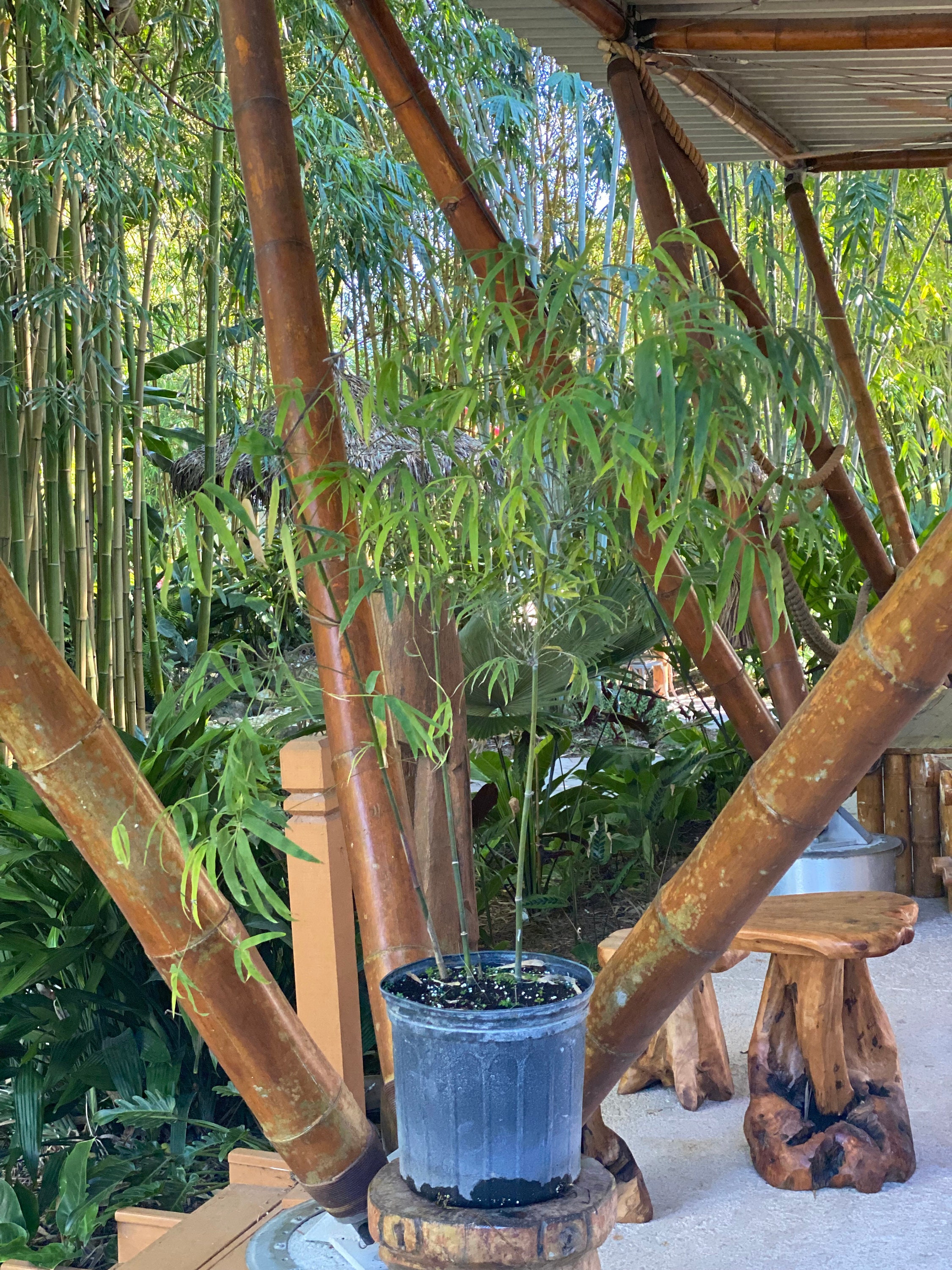 Elegant Bamboo - Dendrocalamus Elegans **NON-INVASIVE, CLUMPING** - Etsy