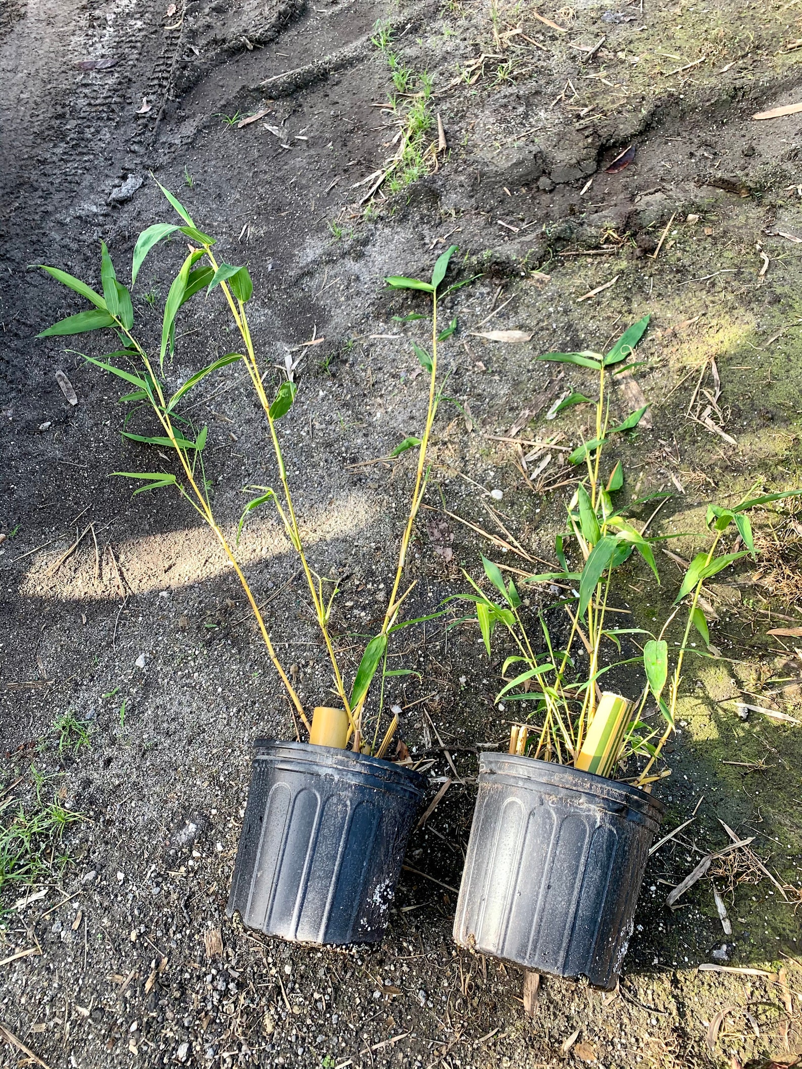 Golden Hawaiian Bamboo **NON-INVASIVE, CLUMPING** - Etsy