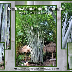 Angel Mist Bamboo - Dendrocalamus Minor 'amoenus' **NON-INVASIVE ...