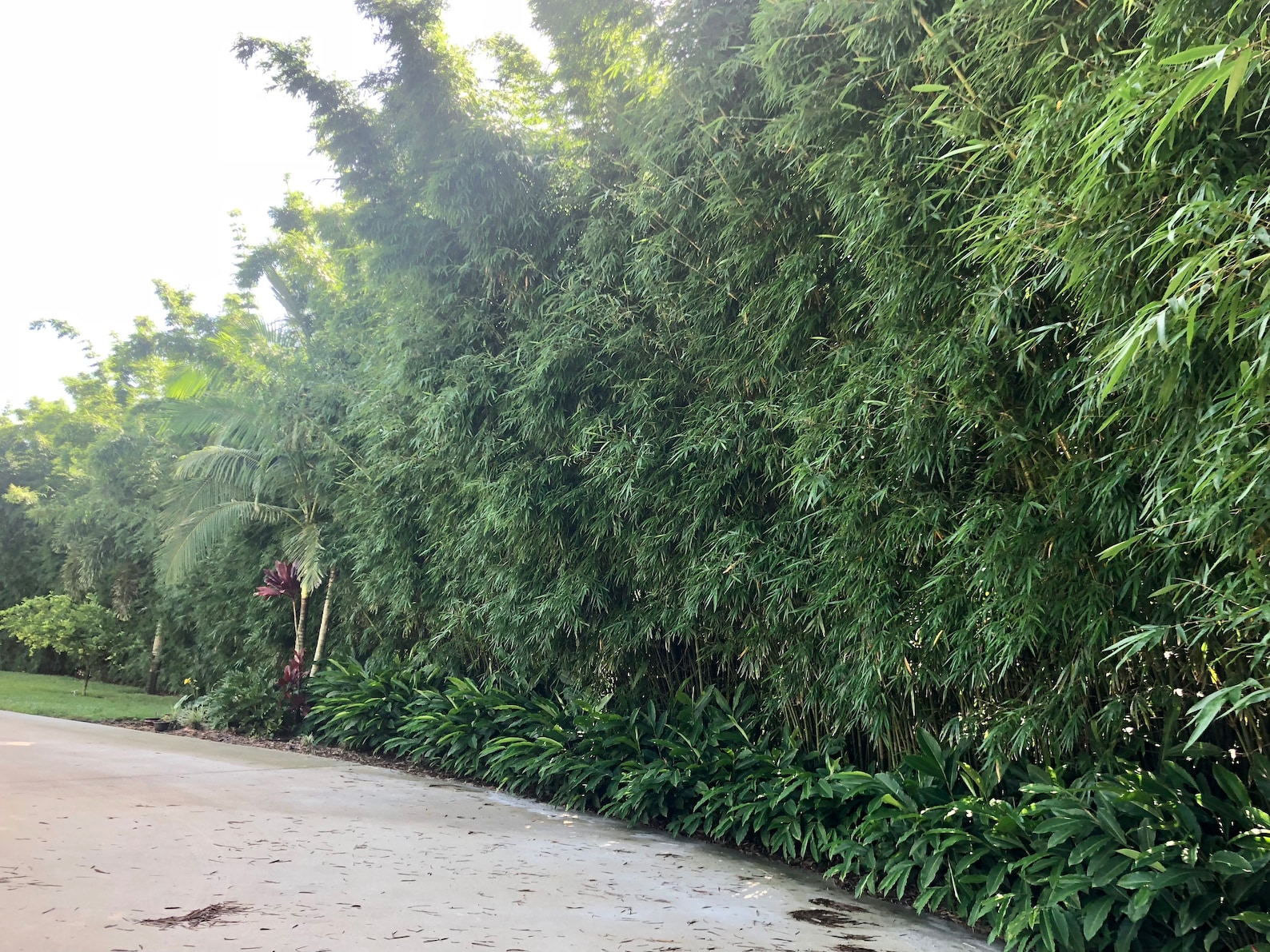 Graceful Bamboo Bambusa Textilis Gracilis - Etsy
