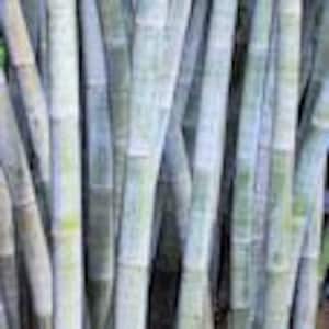 Angel Mist Bamboo - Dendrocalamus Minor 'amoenus' **NON-INVASIVE ...