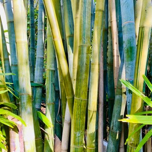 Angel Mist Bamboo - Dendrocalamus Minor 'amoenus' **NON-INVASIVE ...