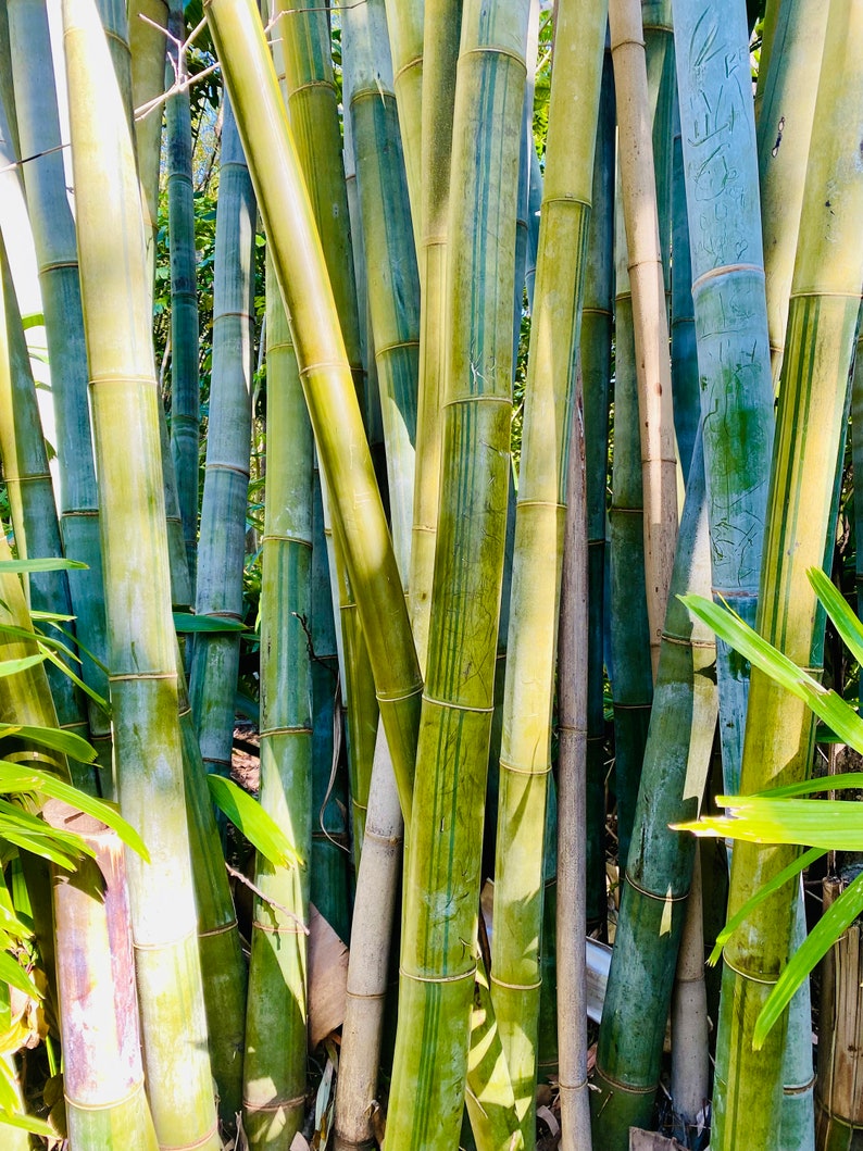 Angel Mist Bamboo - Dendrocalamus Minor 'amoenus' **NON-INVASIVE ...