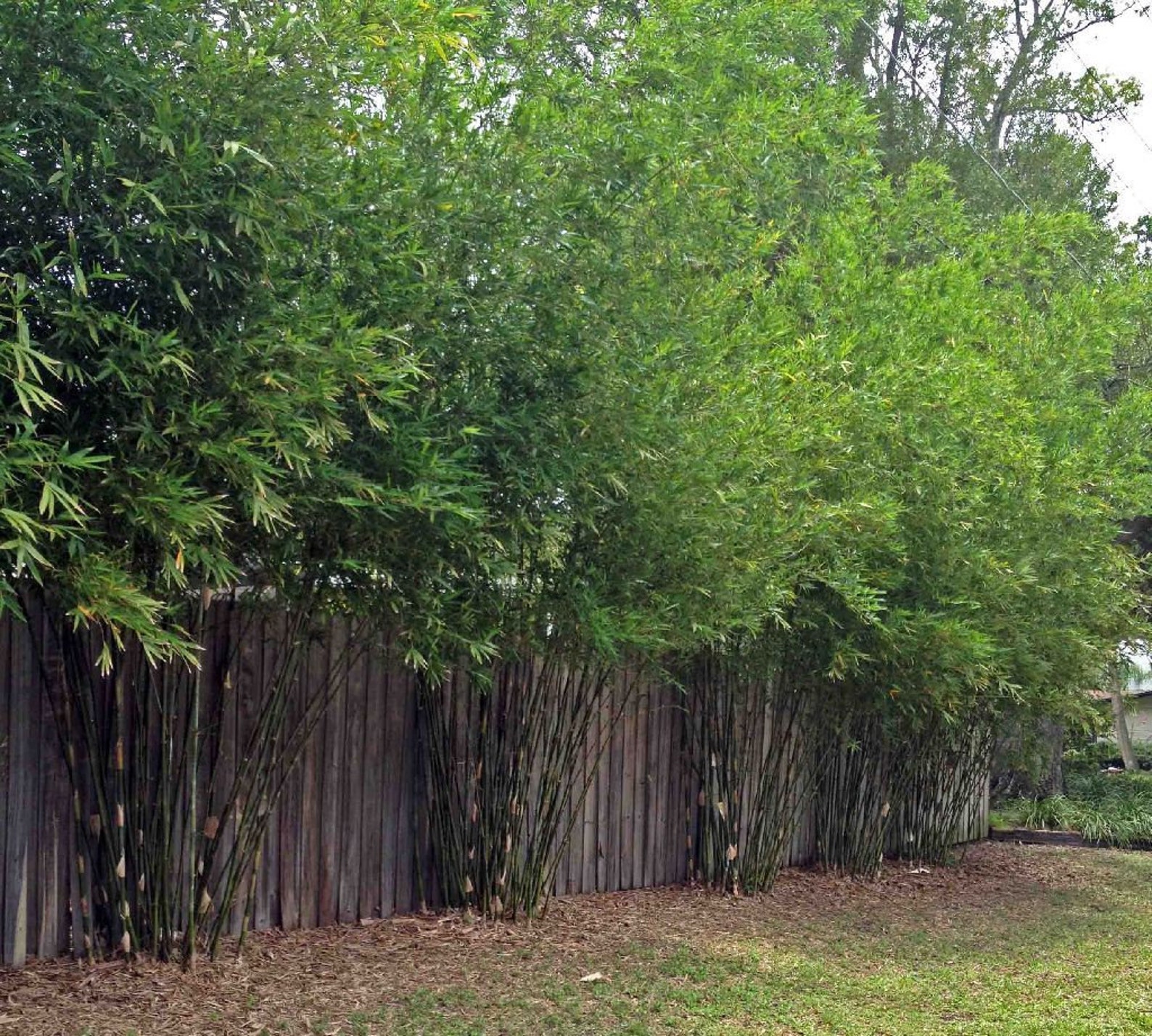 Seabreeze Bamboo - Bambusa Malingensis **NON-INVASIVE, CLUMPING** - Etsy