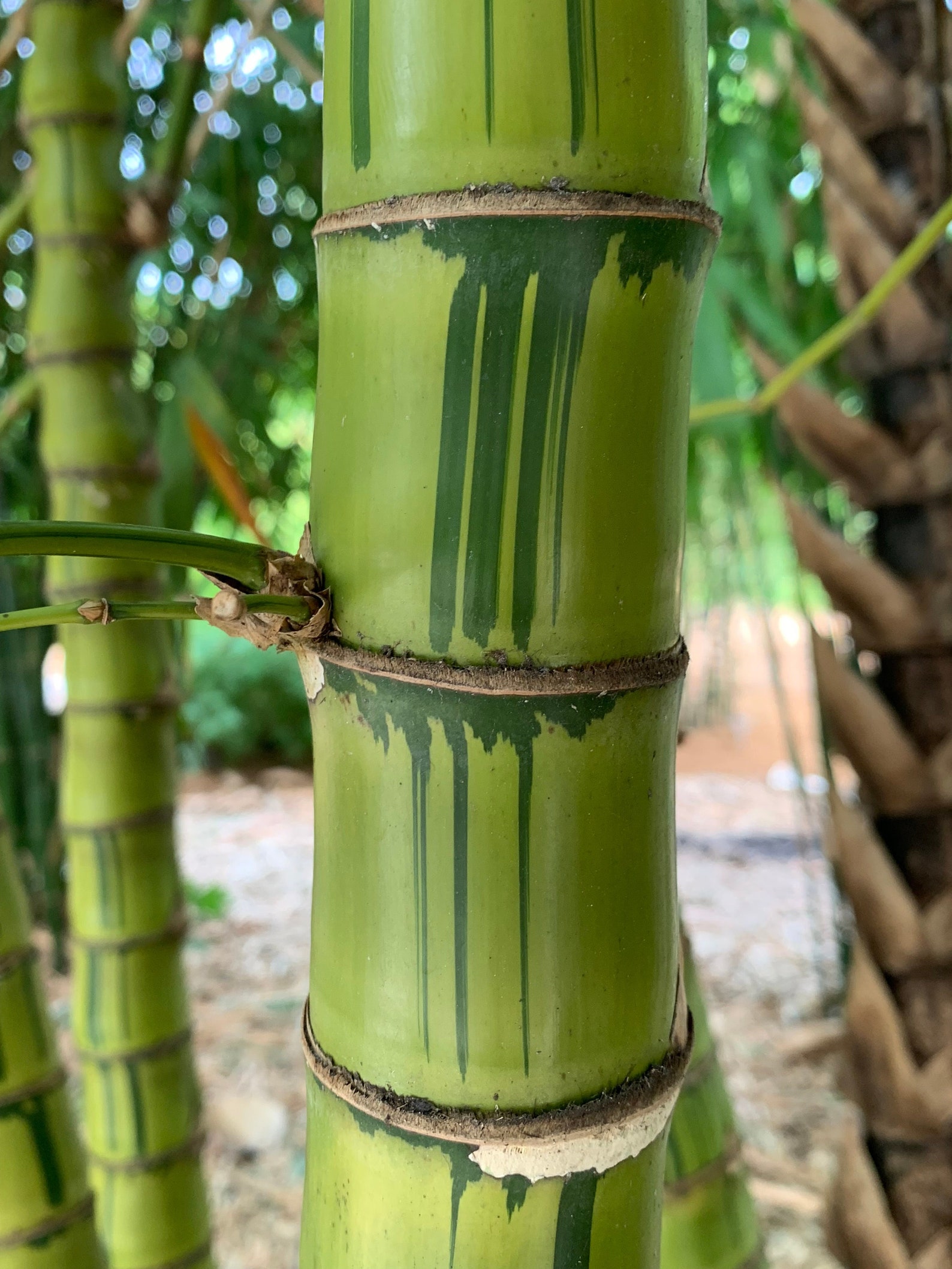 Dwarf Striated Buddha Belly Bamboo **NON-INVASIVE, CLUMPING** - Etsy