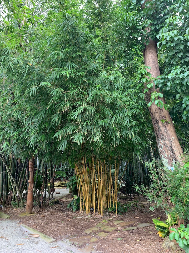 Asian Lemon Bamboo
