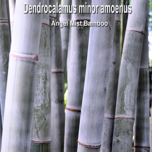Angel Mist Bamboo - Dendrocalamus Minor 'amoenus' **NON-INVASIVE ...