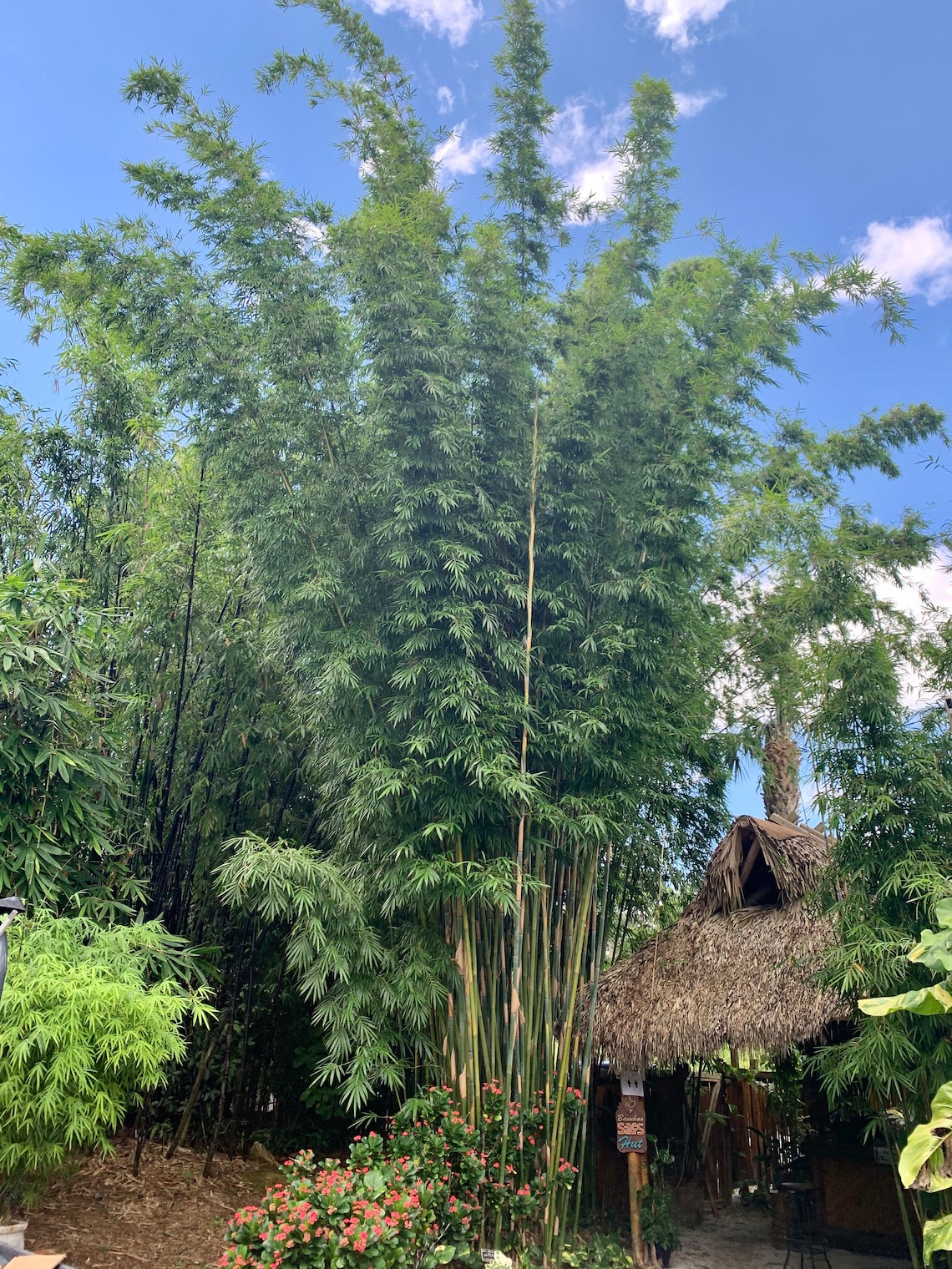 Graceful Bamboo - Bambusa Textilis Gracilis - Etsy