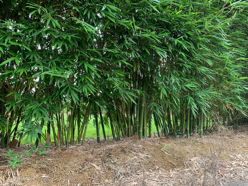 Emerald Bamboo Bambusa Textilis Mutabilis NON-INVASIVE - Etsy
