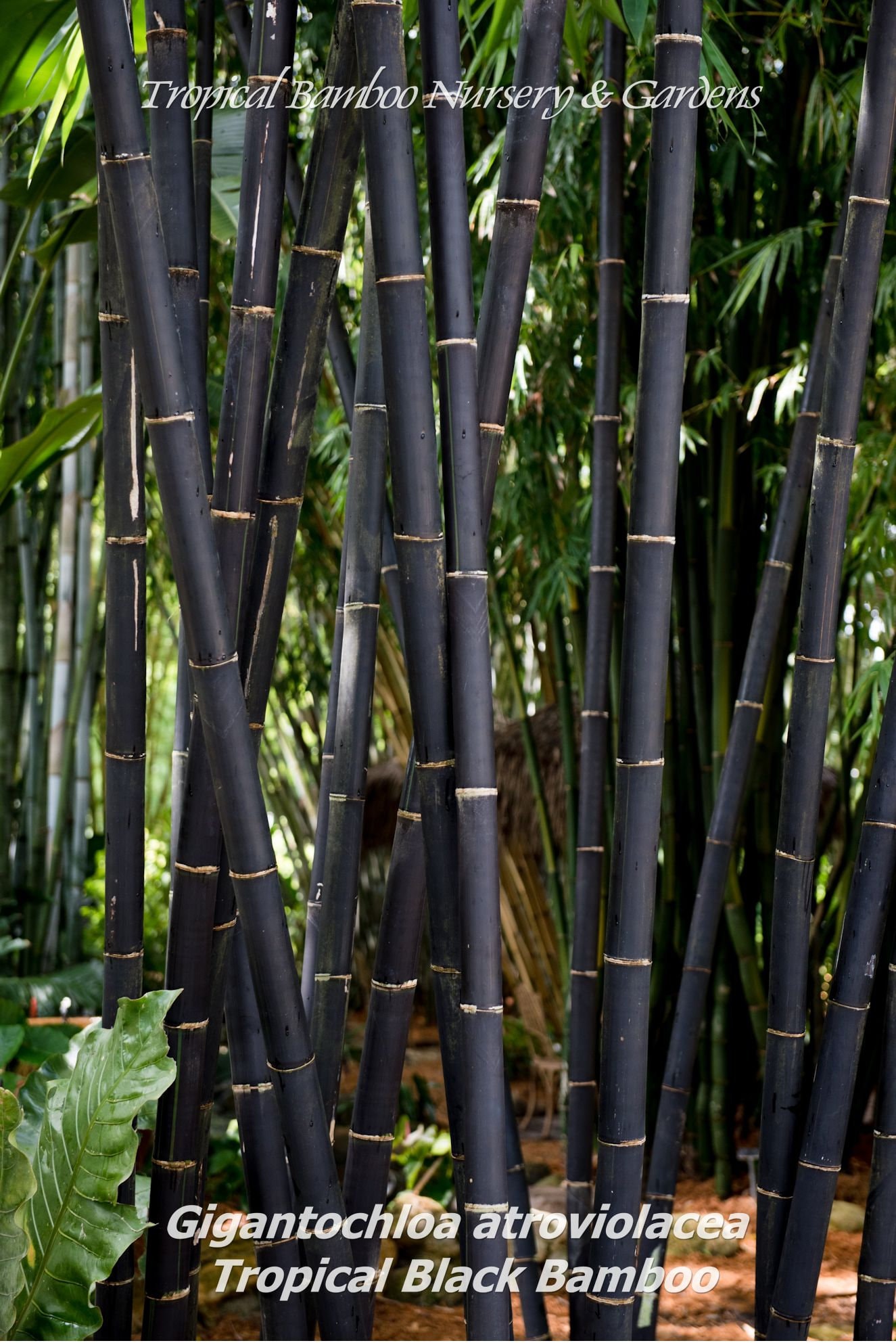 Dwarf Black Bamboo