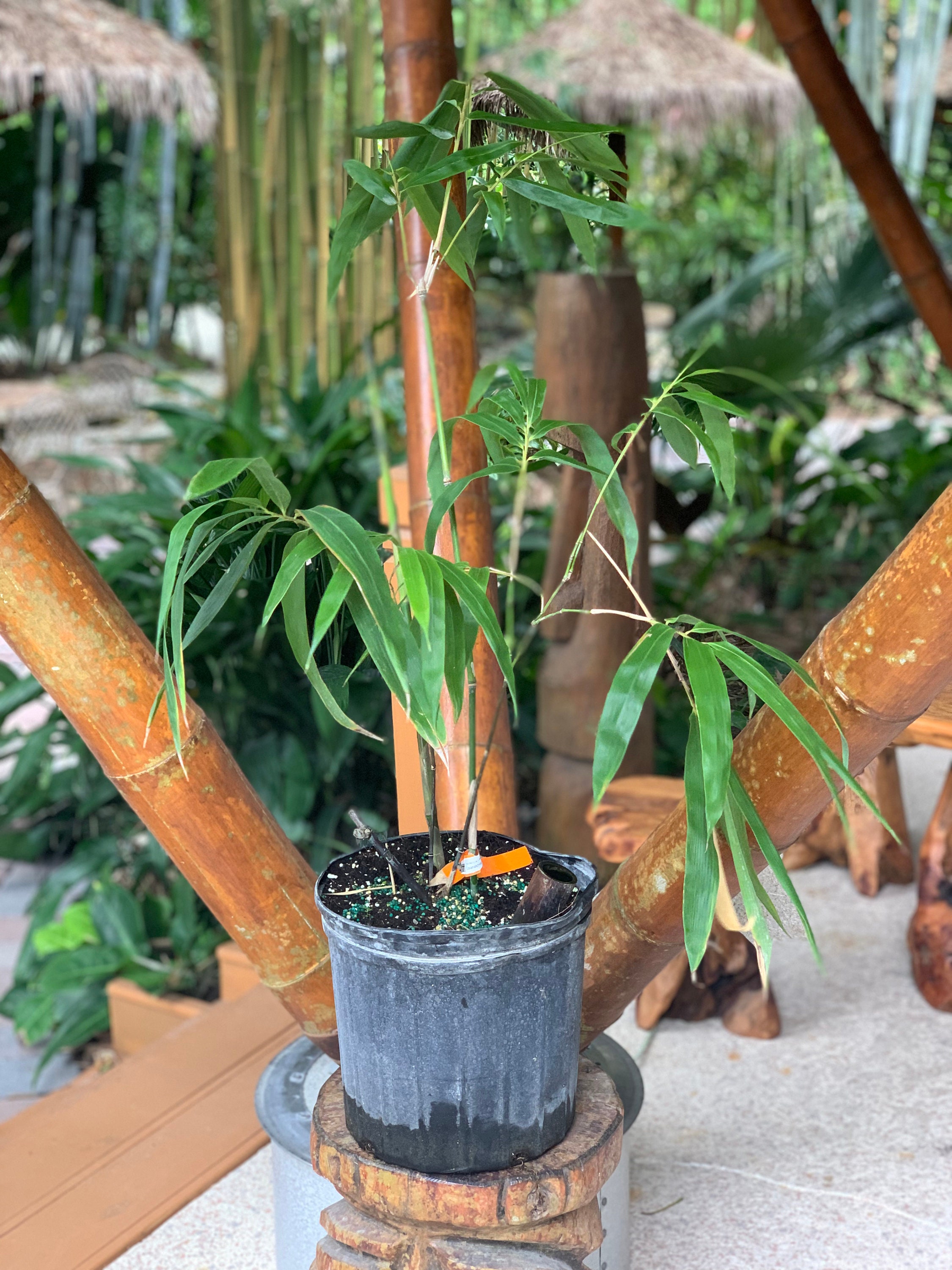 Angel Mist Bamboo - Dendrocalamus Minor 'amoenus' **NON-INVASIVE ...
