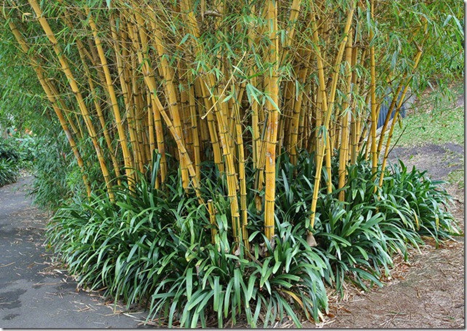 Golden Hawaiian Bamboo **NON-INVASIVE, CLUMPING** - Etsy