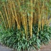 Golden Hawaiian Bamboo **NON-INVASIVE, CLUMPING** - Etsy