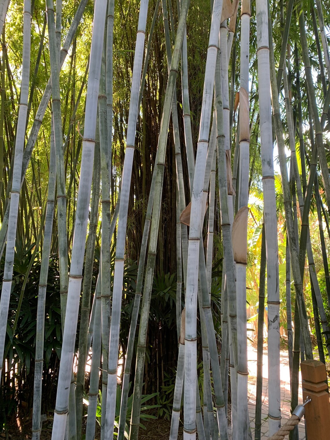 Tropical Blue Bamboo Bambusa Chungii NON-INVASIVE - Etsy