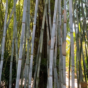 Tropical Blue Bamboo - Bambusa Chungii **NON-INVASIVE, CLUMPING** - Etsy