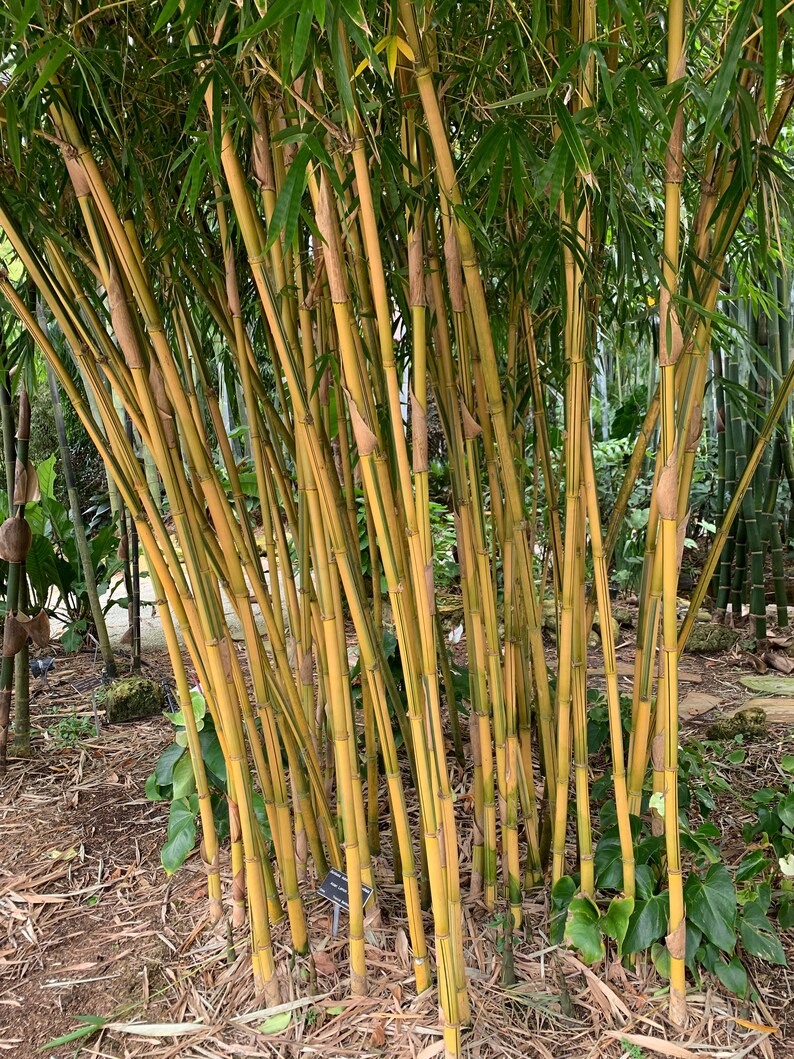 Asian Lemon Bamboo