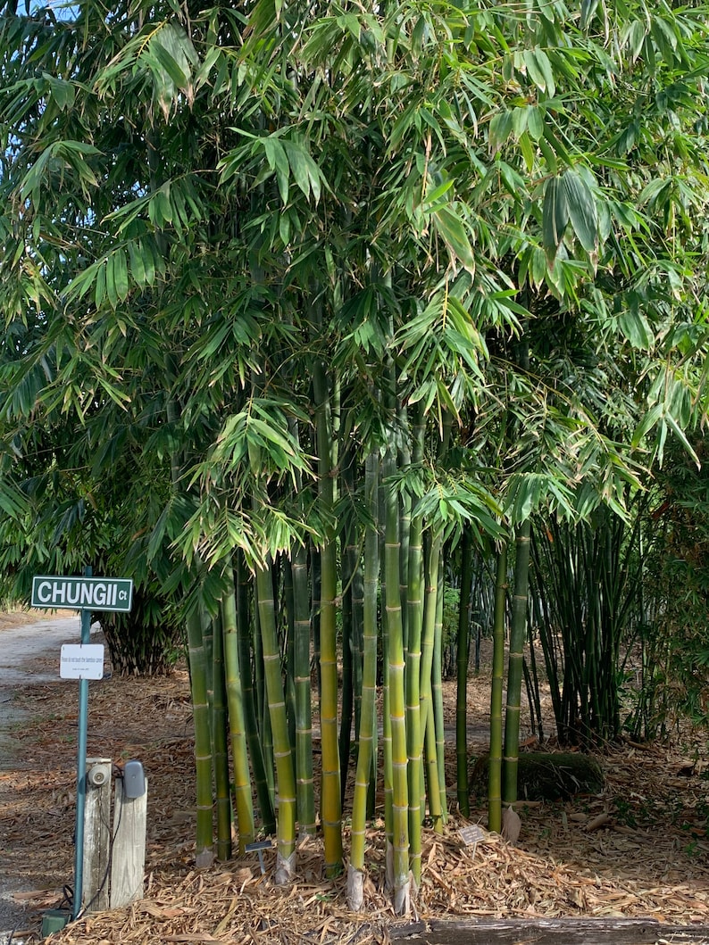 Giant Timber Bamboo - Bambusa Oldhamii (oldham's Bamboo) - Etsy