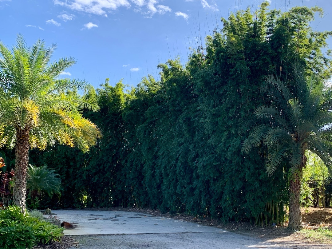 Graceful Bamboo - Bambusa Textilis Gracilis - Etsy