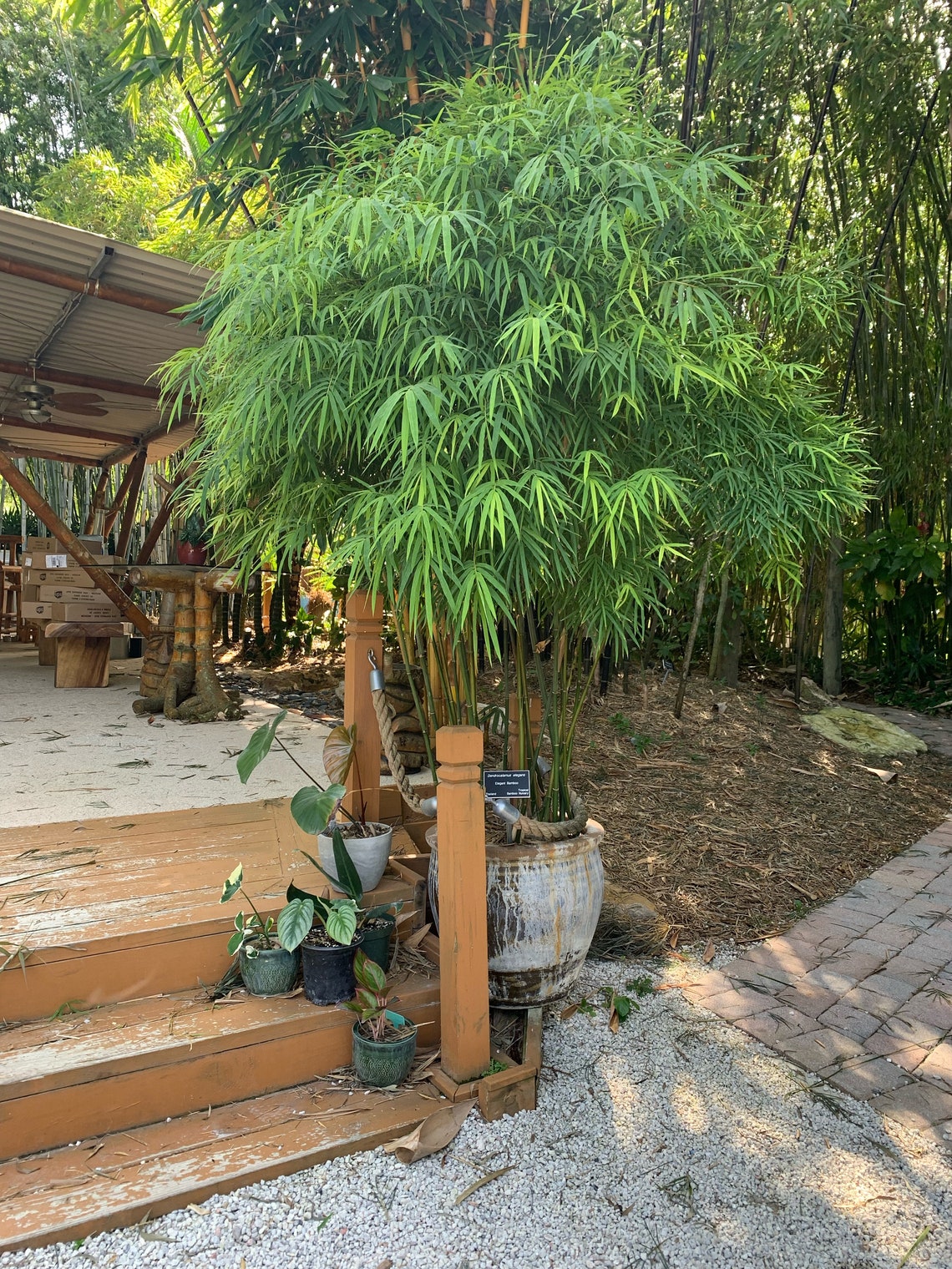 Elegant Bamboo - Dendrocalamus Elegans **NON-INVASIVE, CLUMPING** - Etsy