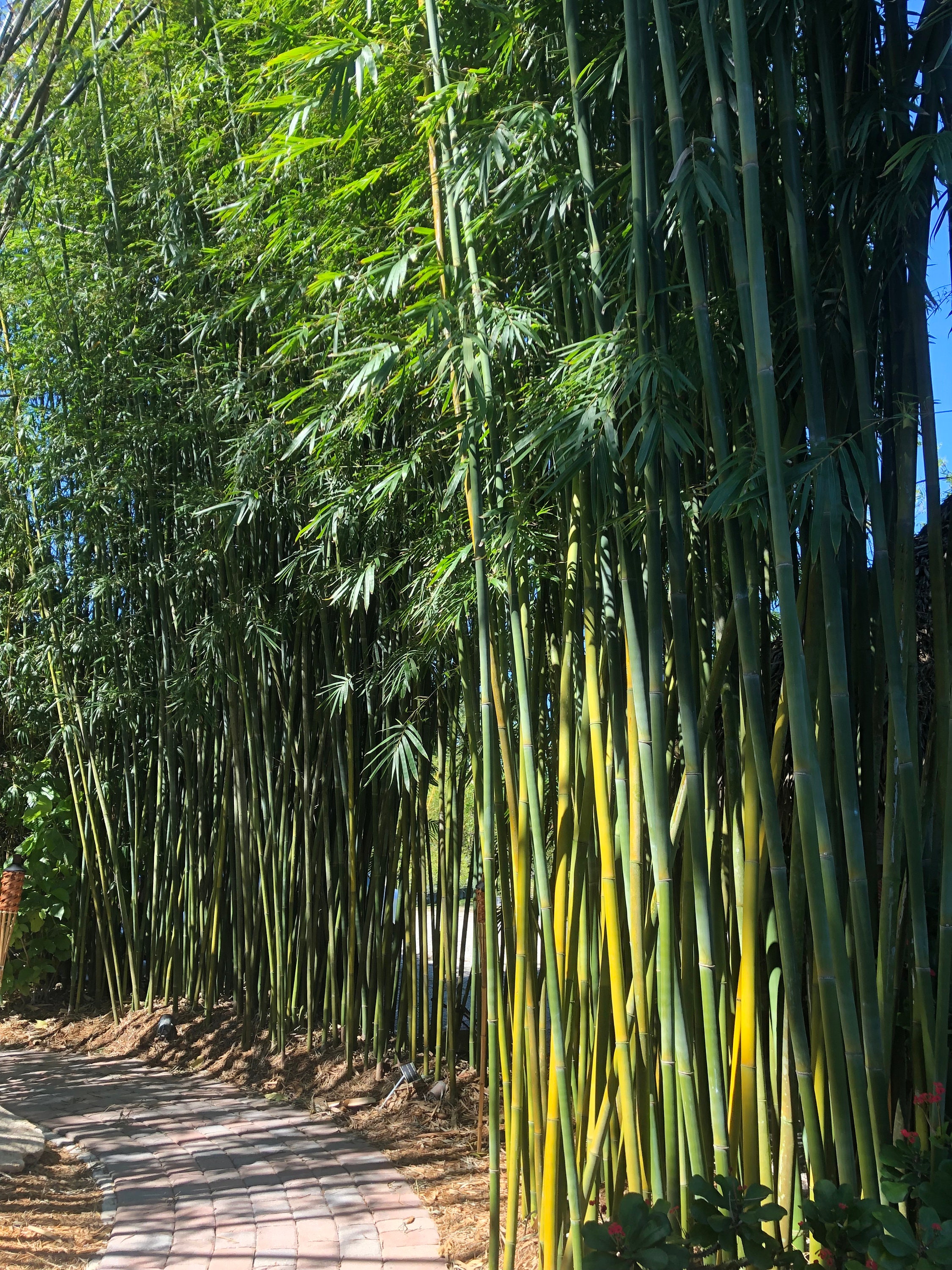 Graceful Bamboo Bambusa Textilis Gracilis - Etsy