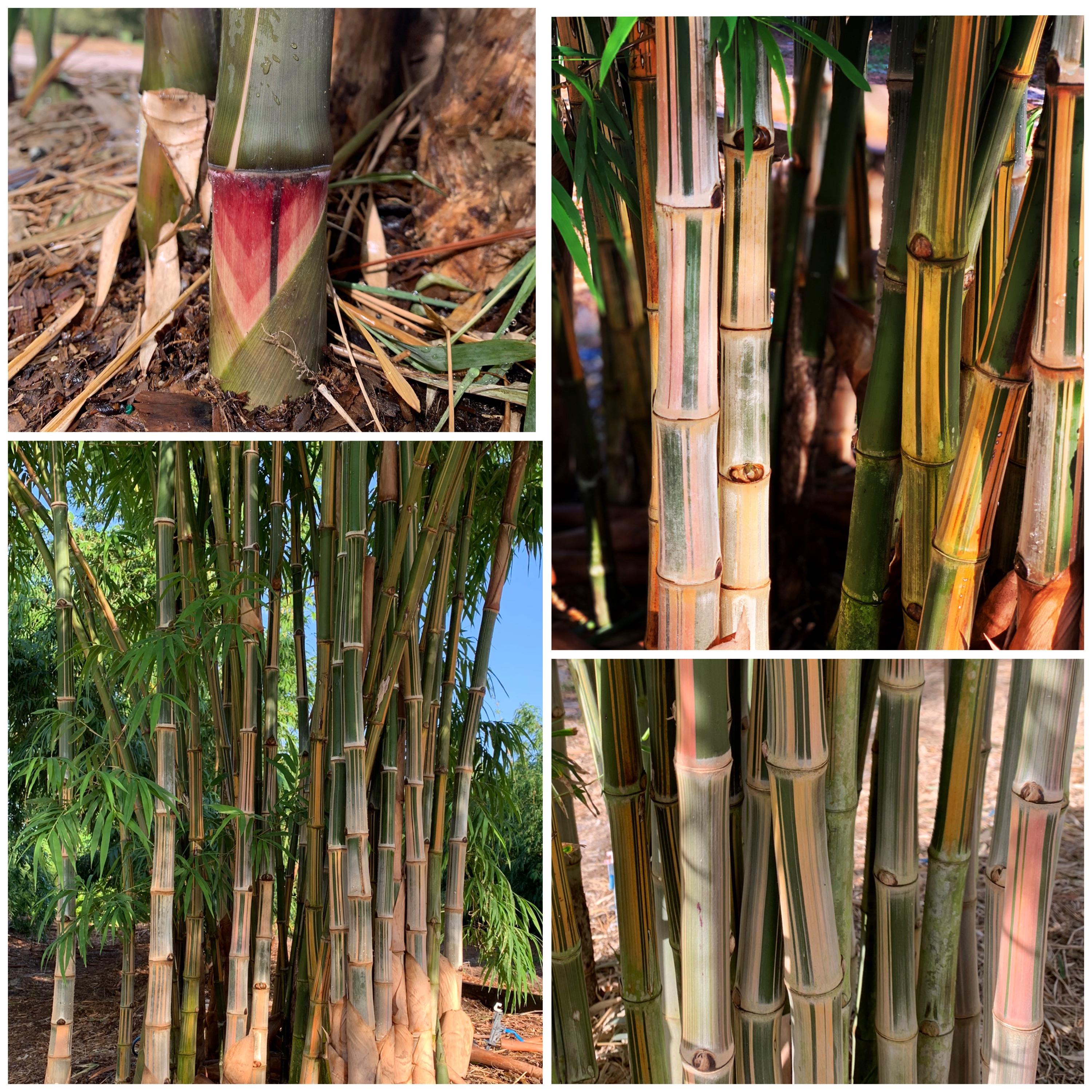 Candy Cane Bamboo Plants - (rare) Thyrsocalamus Liang Striata **NON ...