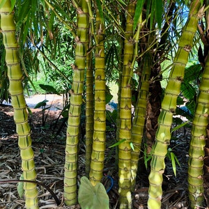 Dwarf Striated Buddha Belly Bamboo **NON-INVASIVE, CLUMPING** - Etsy
