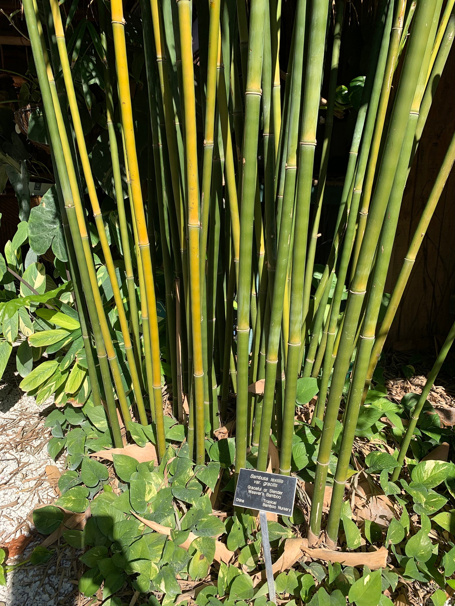 Graceful Bamboo Bambusa Textilis Gracilis - Etsy