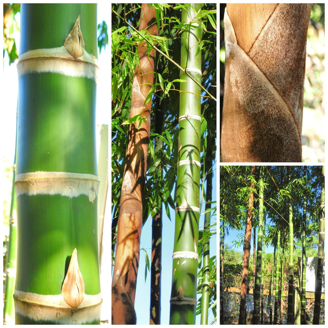 Guadua Bamboo Guadua Angustifolia CLUMPING - Etsy