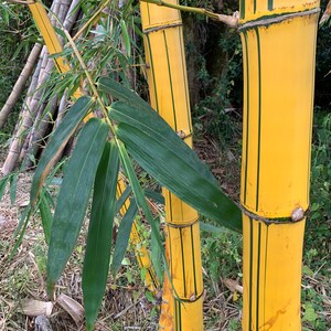 Golden Hawaiian Bamboo **NON-INVASIVE, CLUMPING** - Etsy