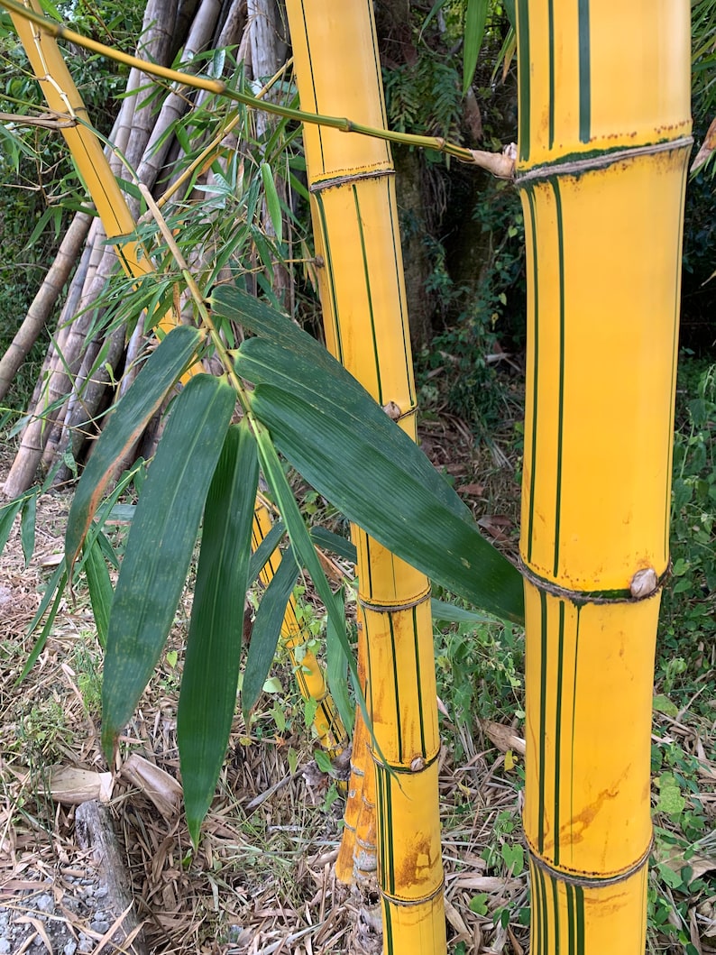 Golden Hawaiian Bamboo **NON-INVASIVE, CLUMPING** - Etsy