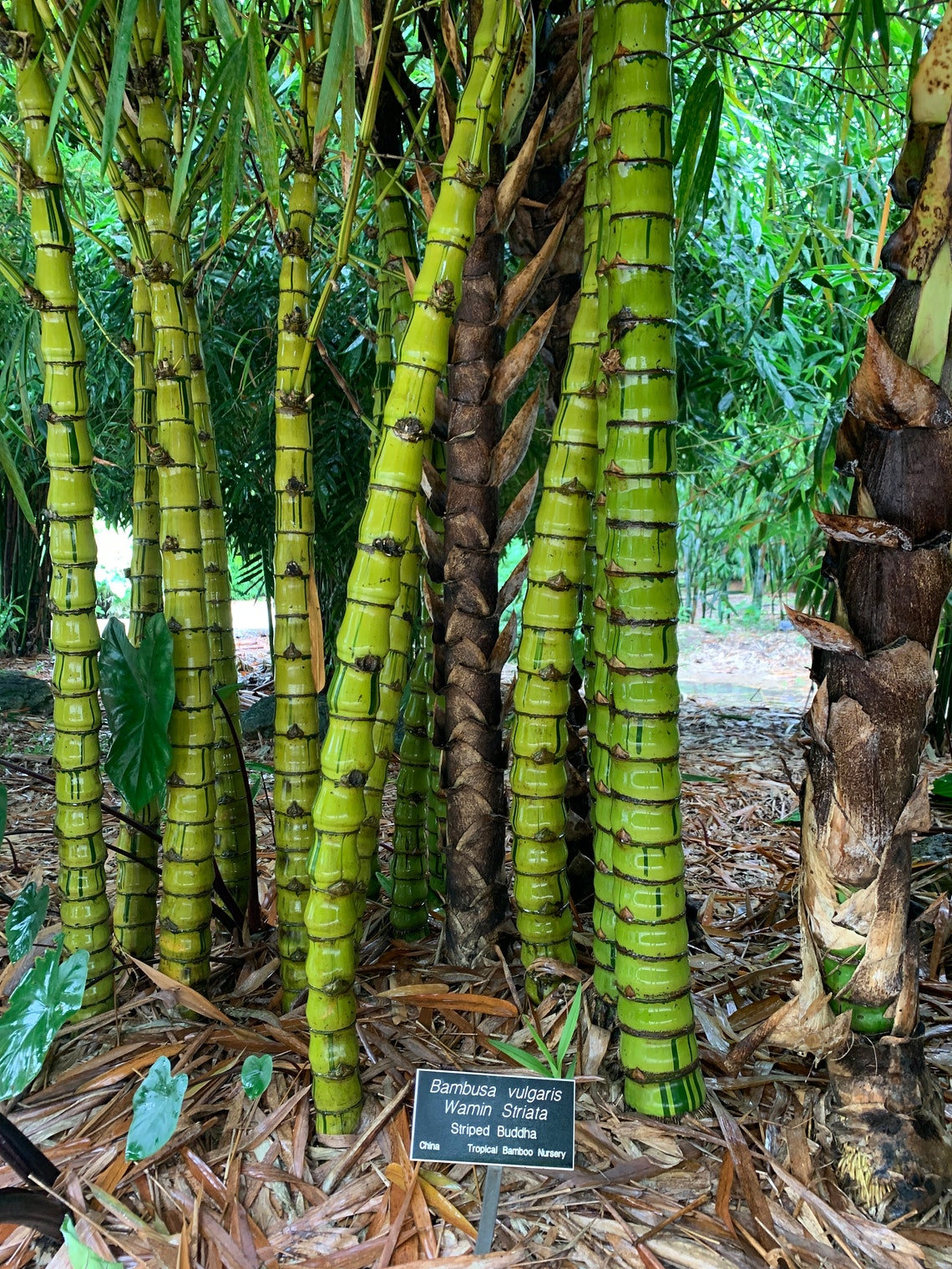 Dwarf Striated Buddha Belly Bamboo **NON-INVASIVE, CLUMPING** - Etsy