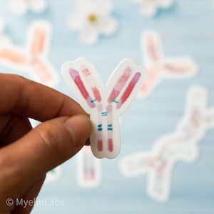 Antibody Sticker Set - Biology Stickers, Immunology Stickers ...