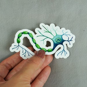 Neuron Sticker, Neuroscience Sticker, Brain Sticker, Biology Sticker ...