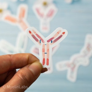 Antibody Sticker Set - Biology Stickers, Immunology Stickers ...