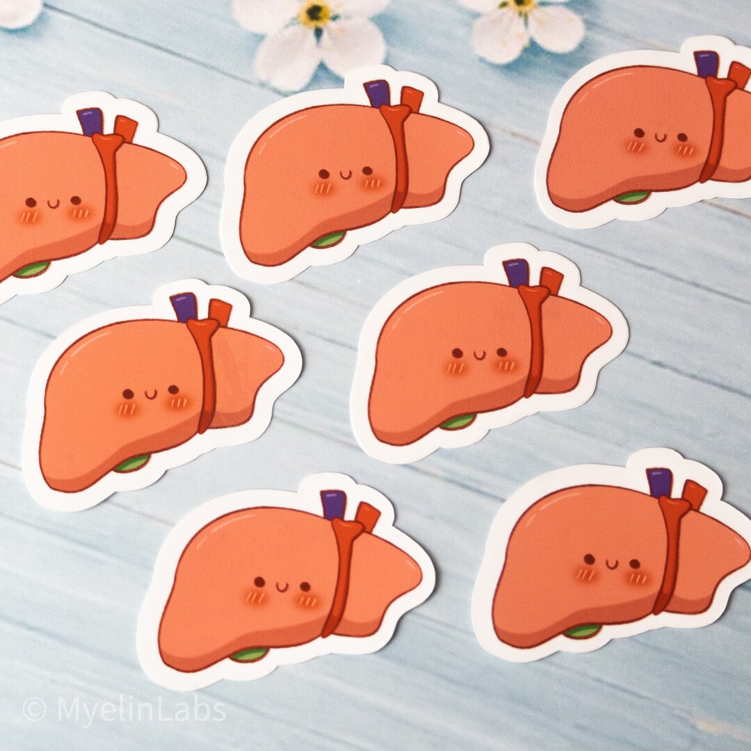 Liver Sticker, Waterproof Science Sticker, Lab Technician Gift, Vinyl ...