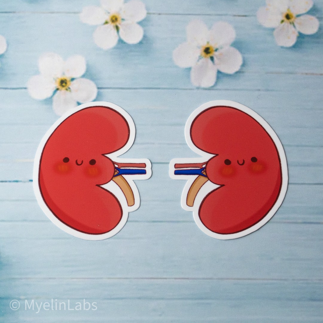 Kidney Sticker, Nephrology Waterproof Science Sticker, Lab Technician ...
