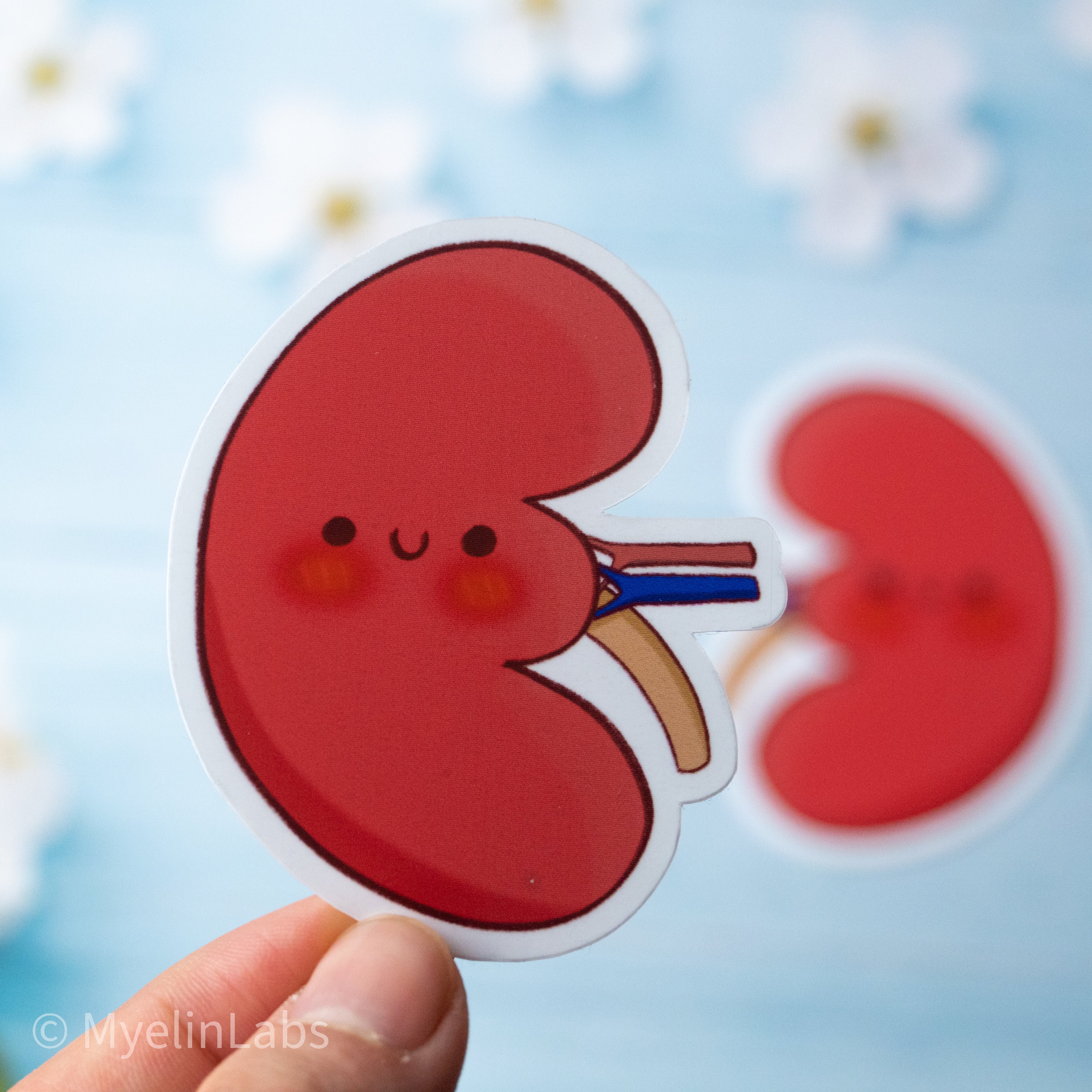 Kidney Sticker, Nephrology Waterproof Science Sticker, Lab Technician ...