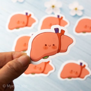Liver Sticker, Waterproof Science Sticker, Lab Technician Gift, Vinyl ...