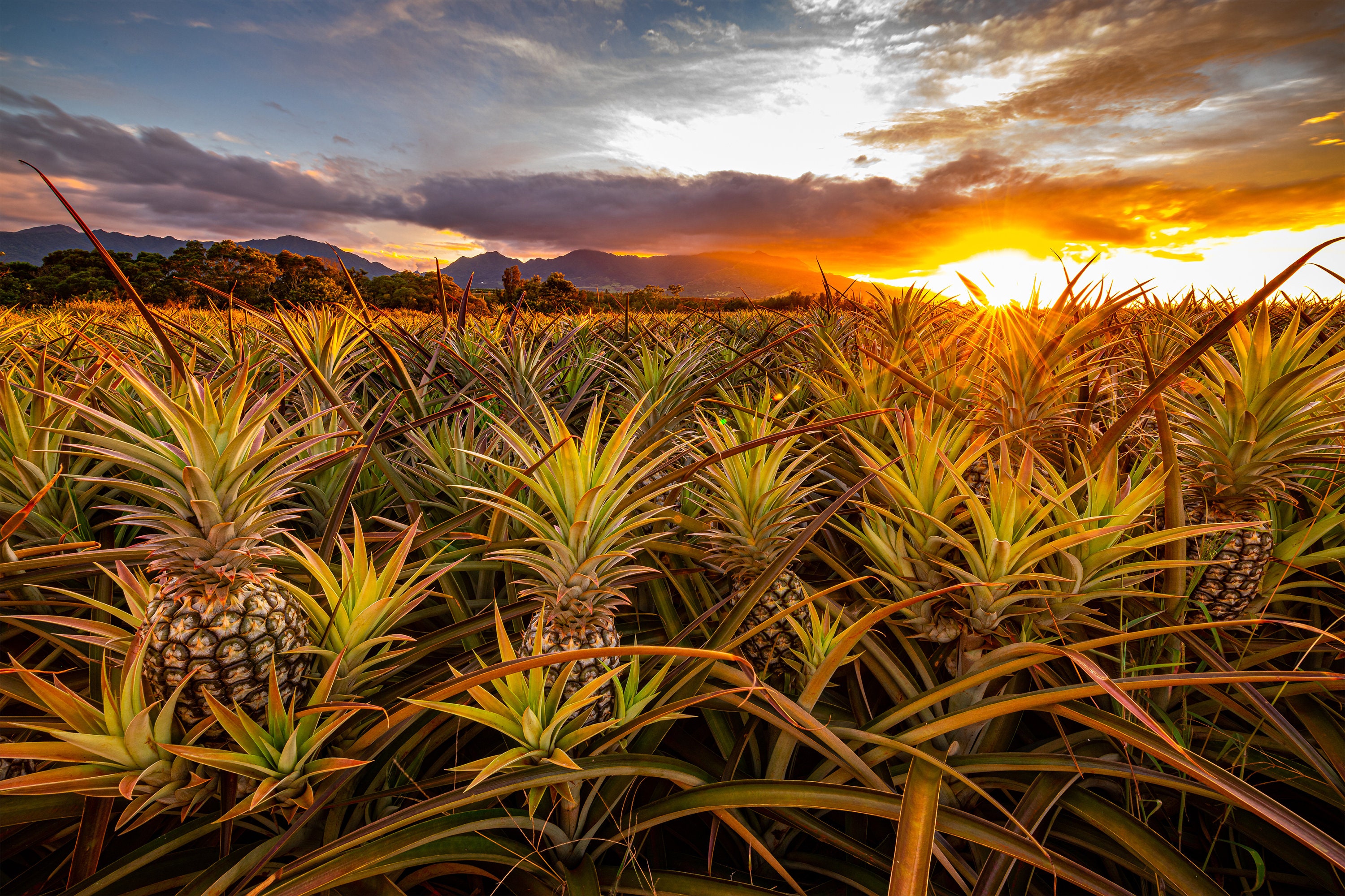 Award Winning Sunset Hawaii Sunset Hawaii Photography - Etsy